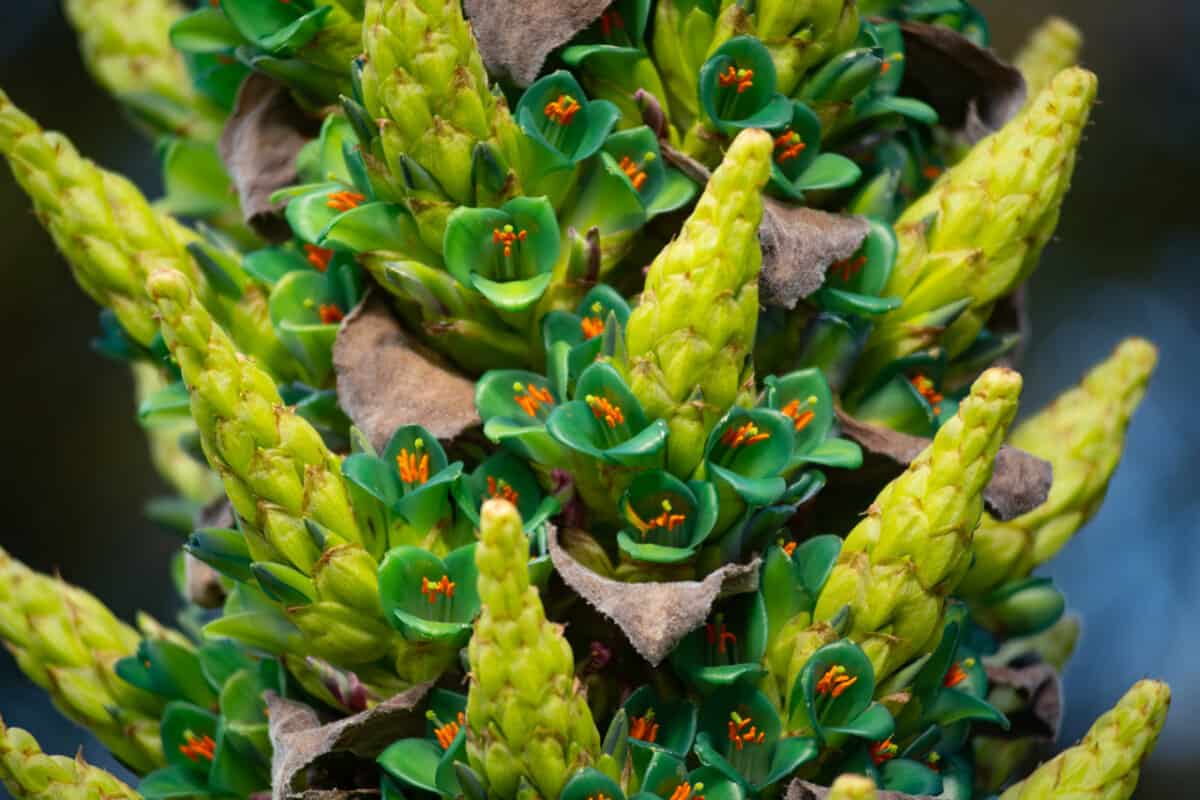 Rare "Sheep-Eating Plant" Blooms at Abbotsbury Subtropical Gardens ...