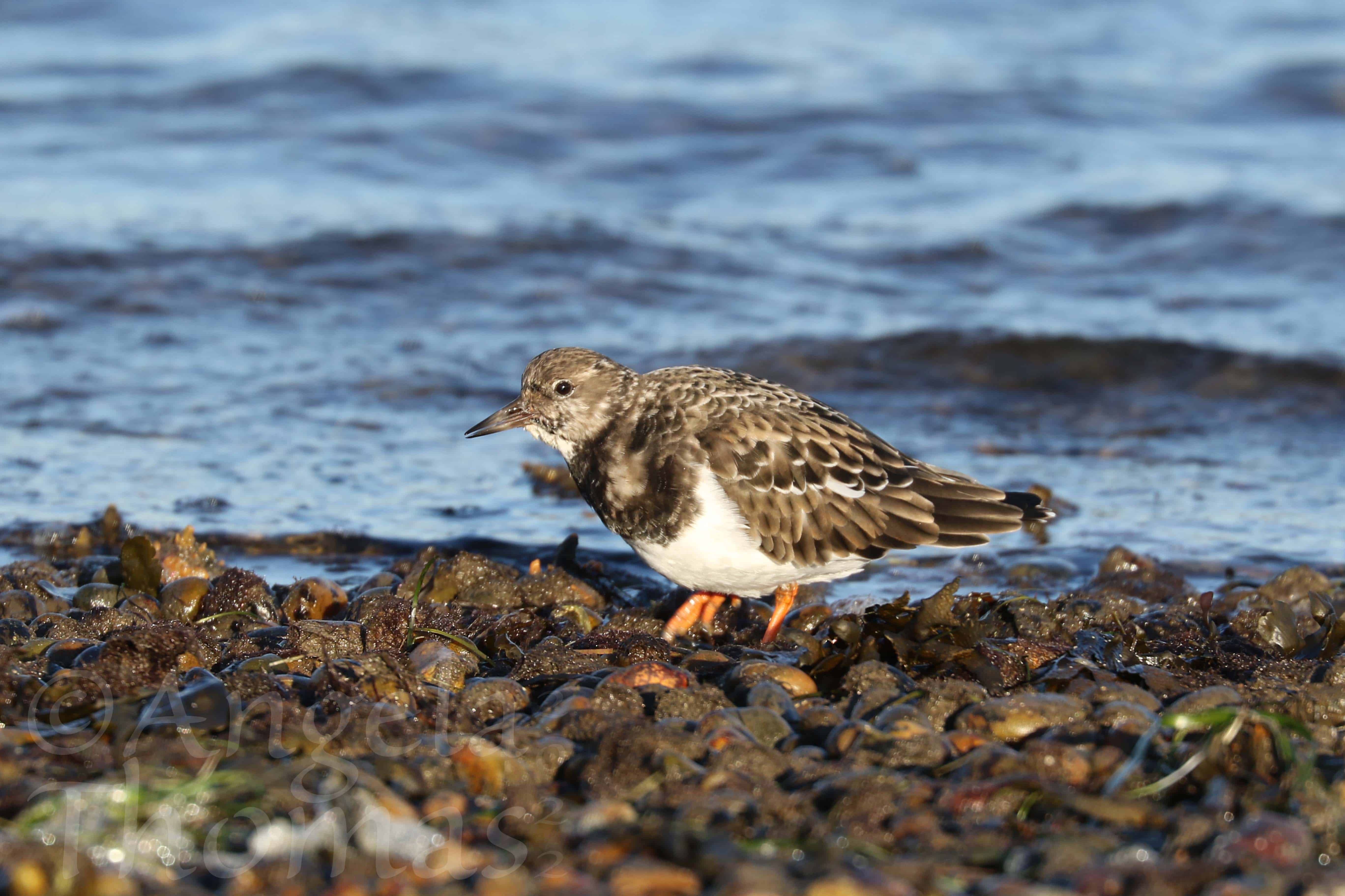 Chesil Winter Birds and a Brew - Love Weymouth Tourist Information ...